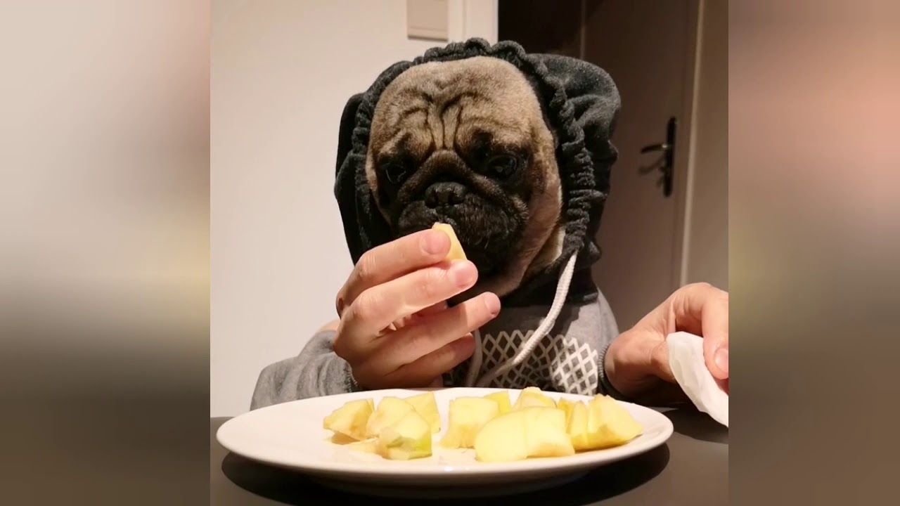 Pug Eats Apple - Funny Pug - YouTube