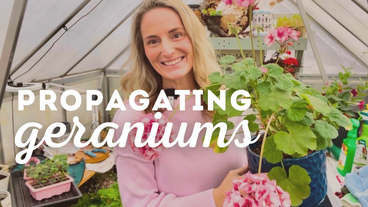 Propagating geraniums & uppotting fushia props - YouTube