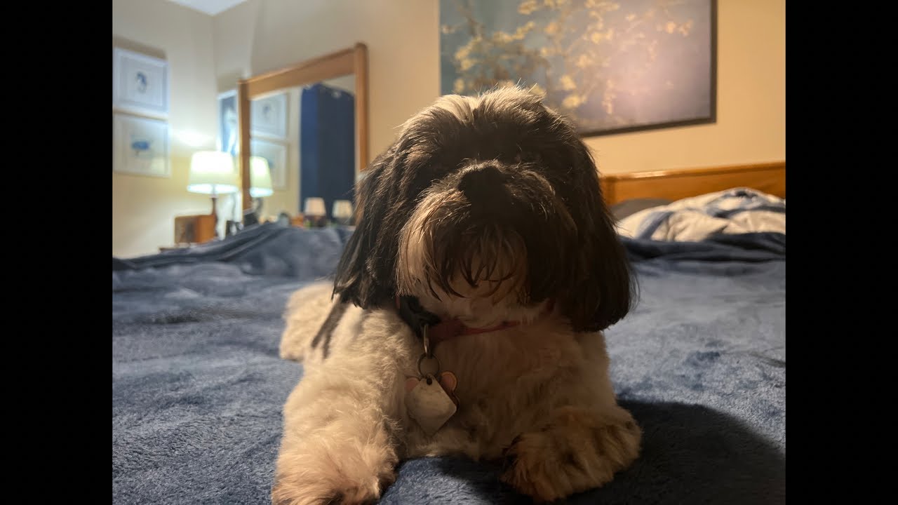 Bella Boop Shih Tzu returns from Surgery ! - YouTube