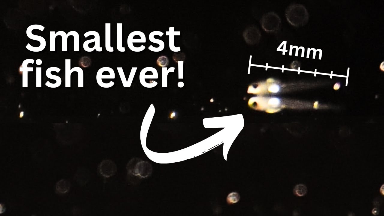 SECRETS of breeding NANO FISH! How to feed and care for nano fry step ...