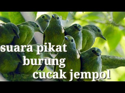 suara pikat burung opior / cucak jempol ampuh