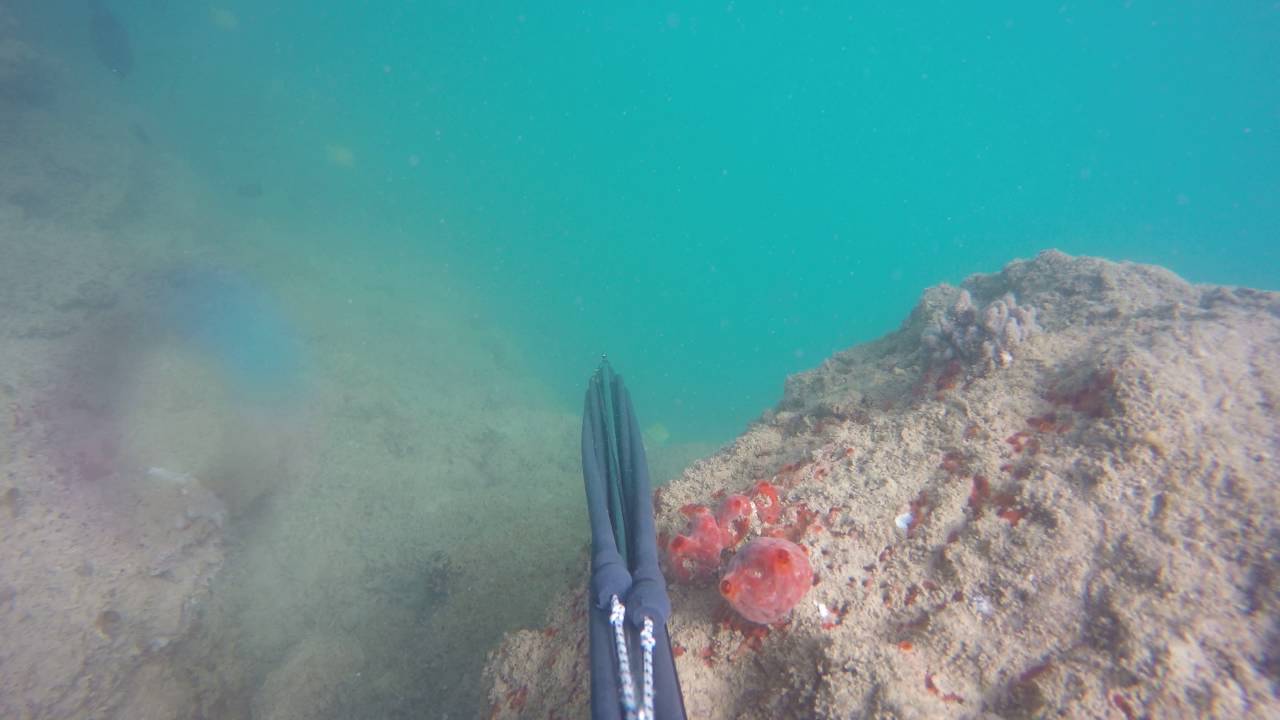 OAHU, HAWAII - Spearfishing Ledge - Mar 2016 - YouTube
