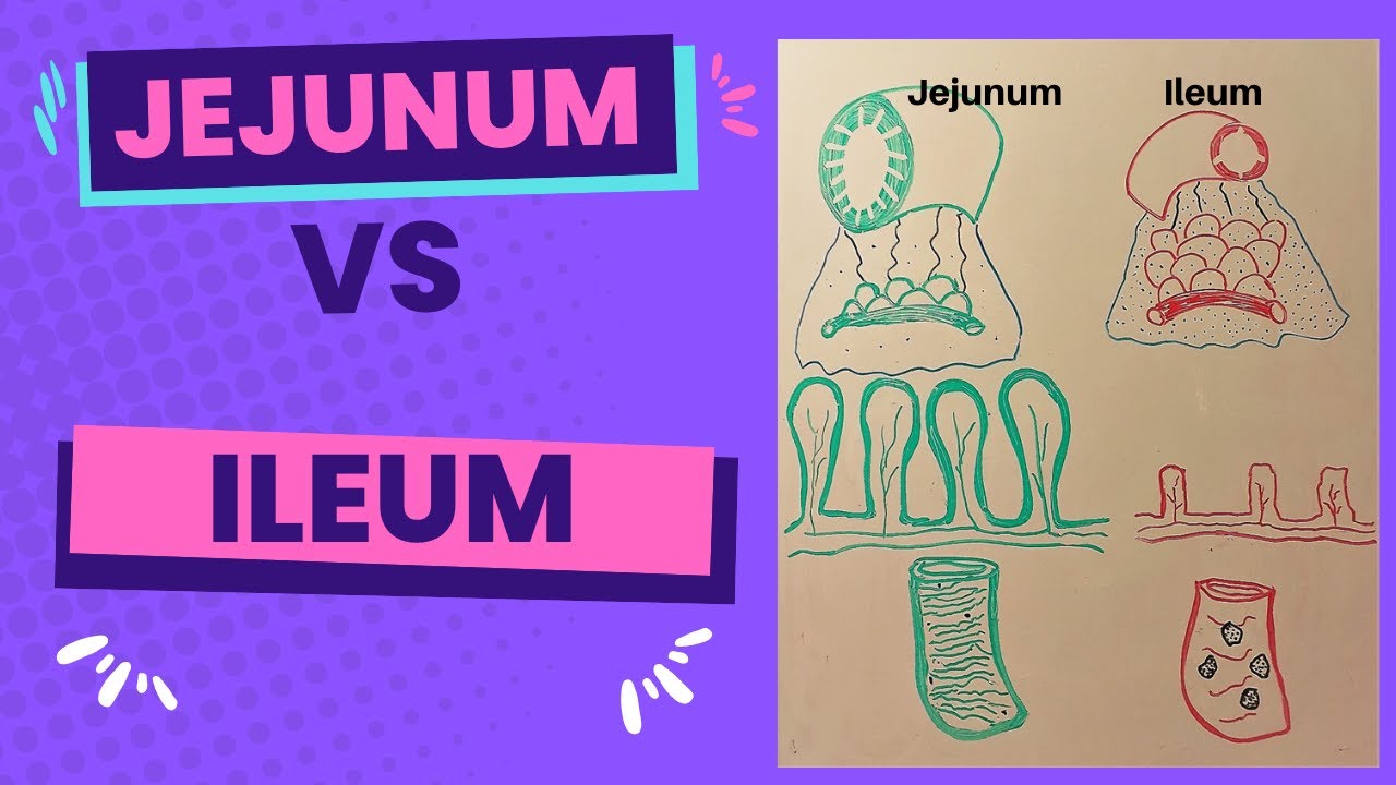 Jejunum Vs Ileum Youtube