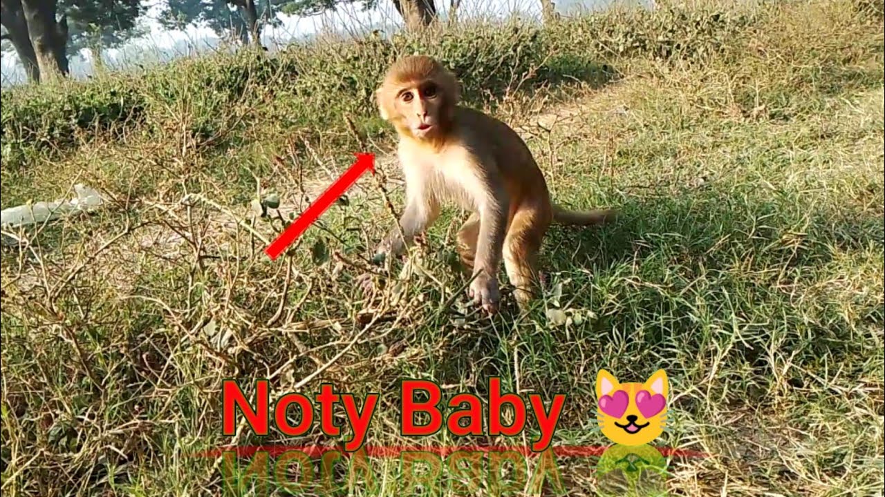 Noty Monkey baby!! शैतान बंदर का प्यार बच्चा 😻 Monkey video ep 19 - YouTube