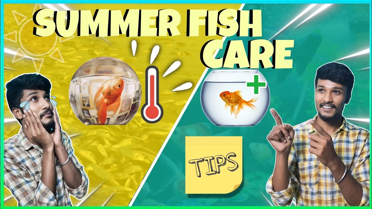 "Summer Fish Care: Keeping Your Aquarium Cool & Fish Happy!"|| 💥😁 - YouTube