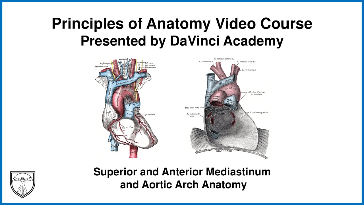 Superior and Anterior Mediastinum, and Aortic Arch Anatomy [Thorax ...