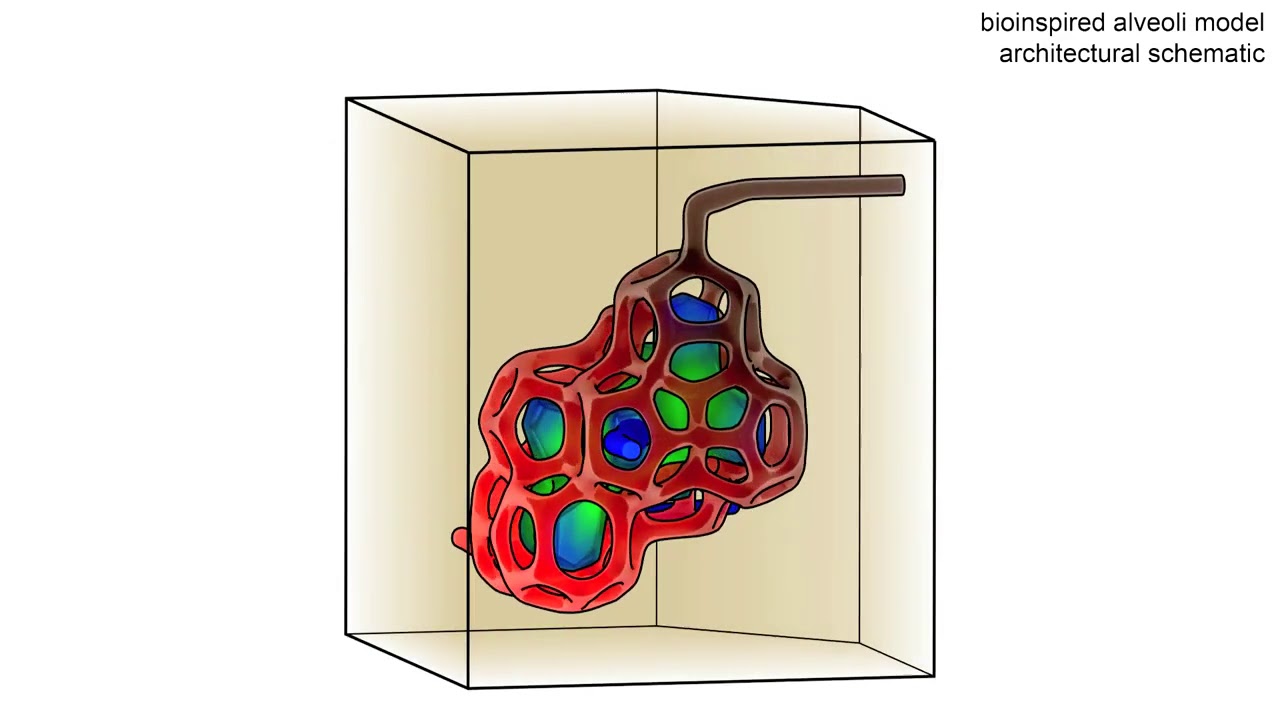 Bioinspired alveolar model based on the Weaire-Phelan foam topology ...
