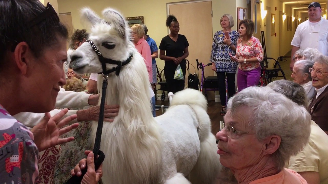 Therapy Llamas Visit Alderman Oaks - YouTube