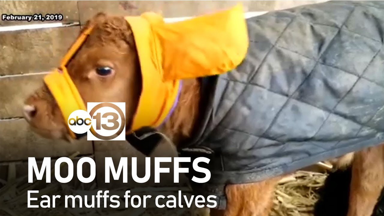 Farmer makes ear muffs for calves to prevent frostbite - YouTube