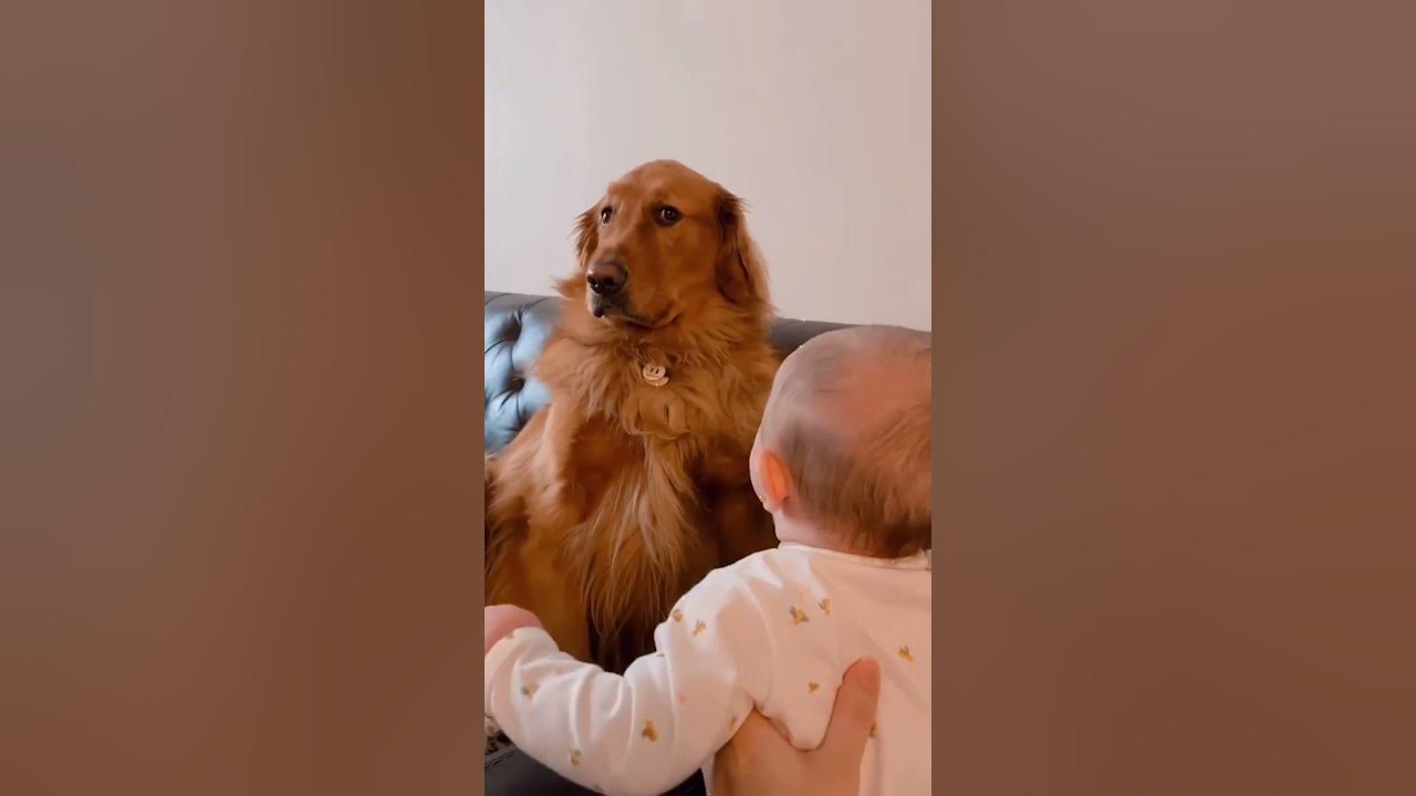 Adorable Golden Retriever Pretends Not To Notice New Baby - YouTube