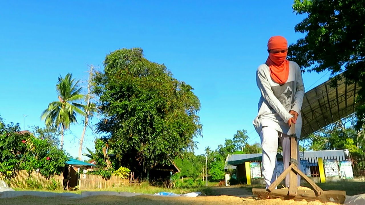 Bawat Butil Ng Palay Ay Butil Ng Ginto | DALAGANG MAGSASAKA - YouTube