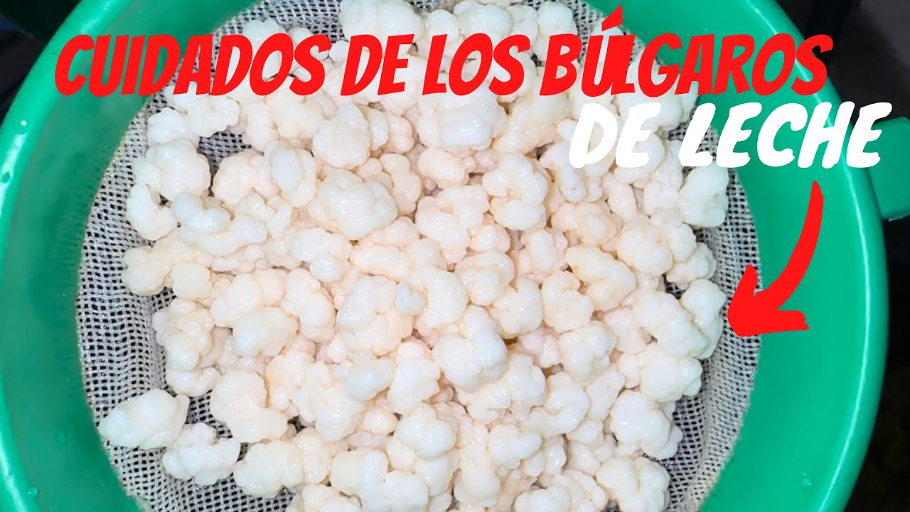 CUIDADOS de los BÚLGAROS DE LECHE - YouTube