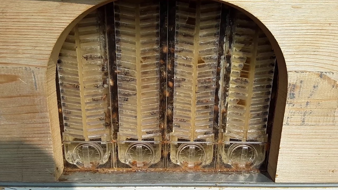 Flow Hive hybrid super, late spring 2019 nectar flow. - YouTube