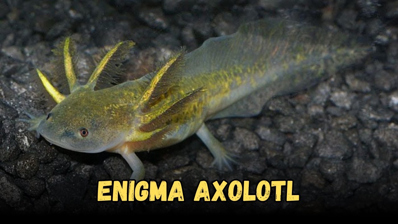 Enigma Axolotl - Types Of Axolotl Morphs, Buying Cost, Diet, Care Sheet ...