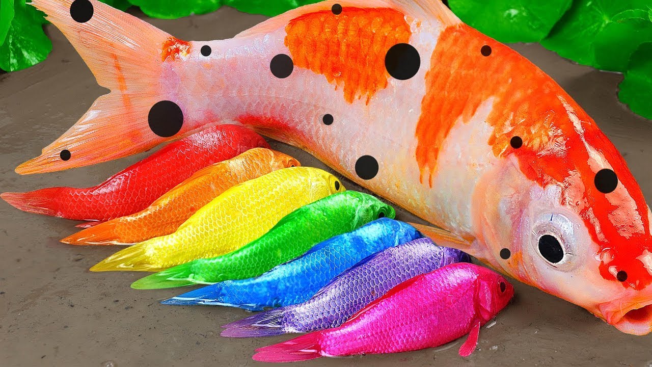 Funny Fish Videos ️The Fishing find Colorful Surprise Eggs Fish | Stop ...