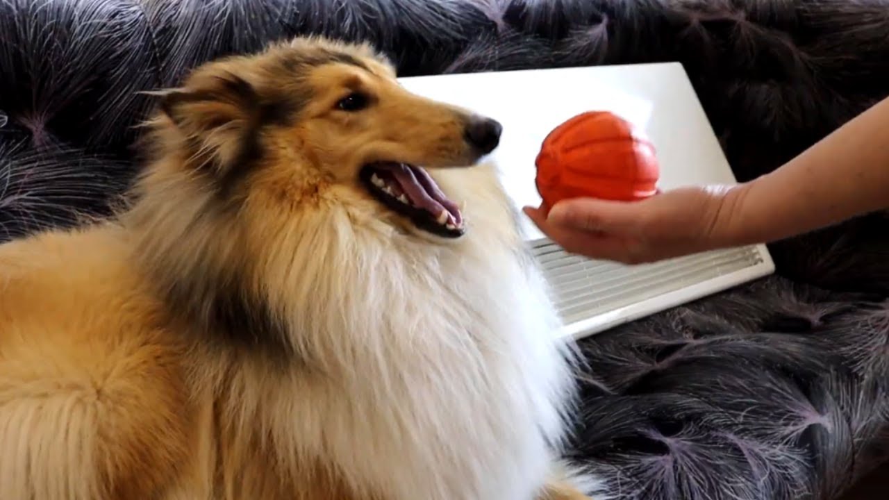 🐕Rough Collie reaction on ball and play with. Collie Rough dog reaction ...