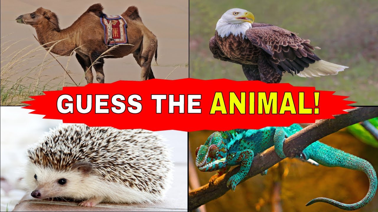 Guess 100 Animals In 3 Seconds! /Animal Quiz Challenge! - YouTube