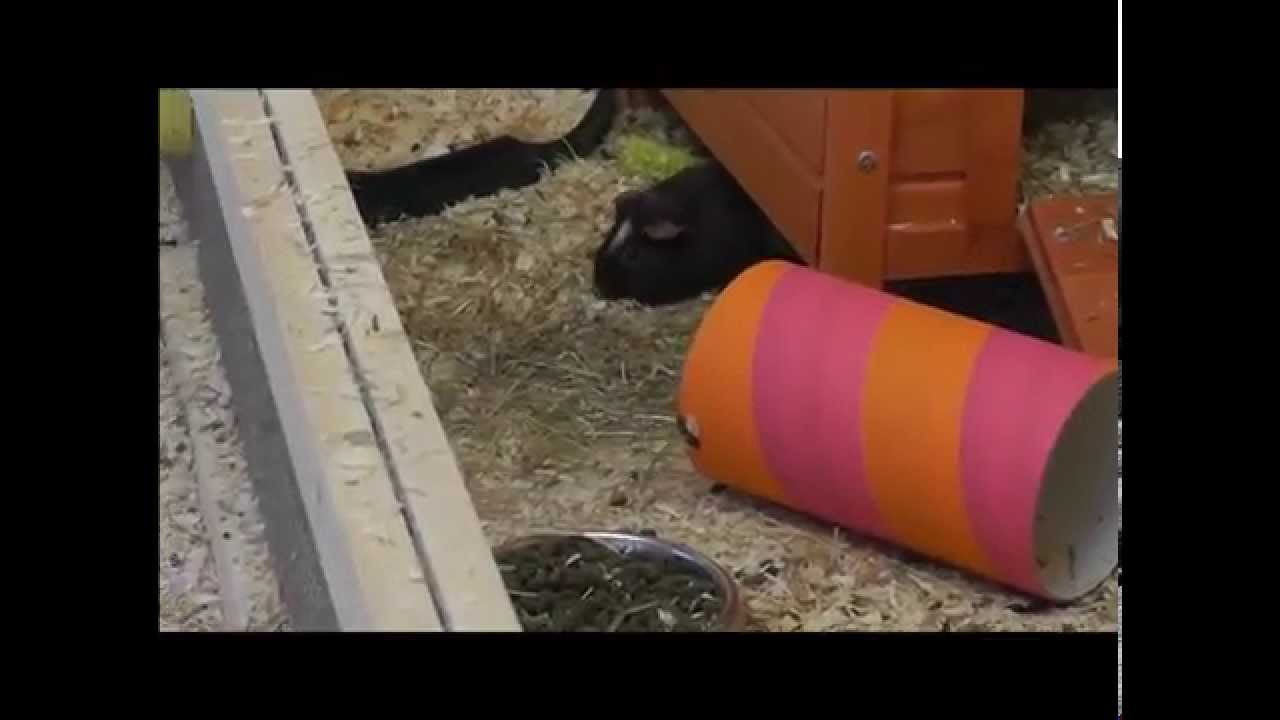 Guinea Pig shed Tour - YouTube