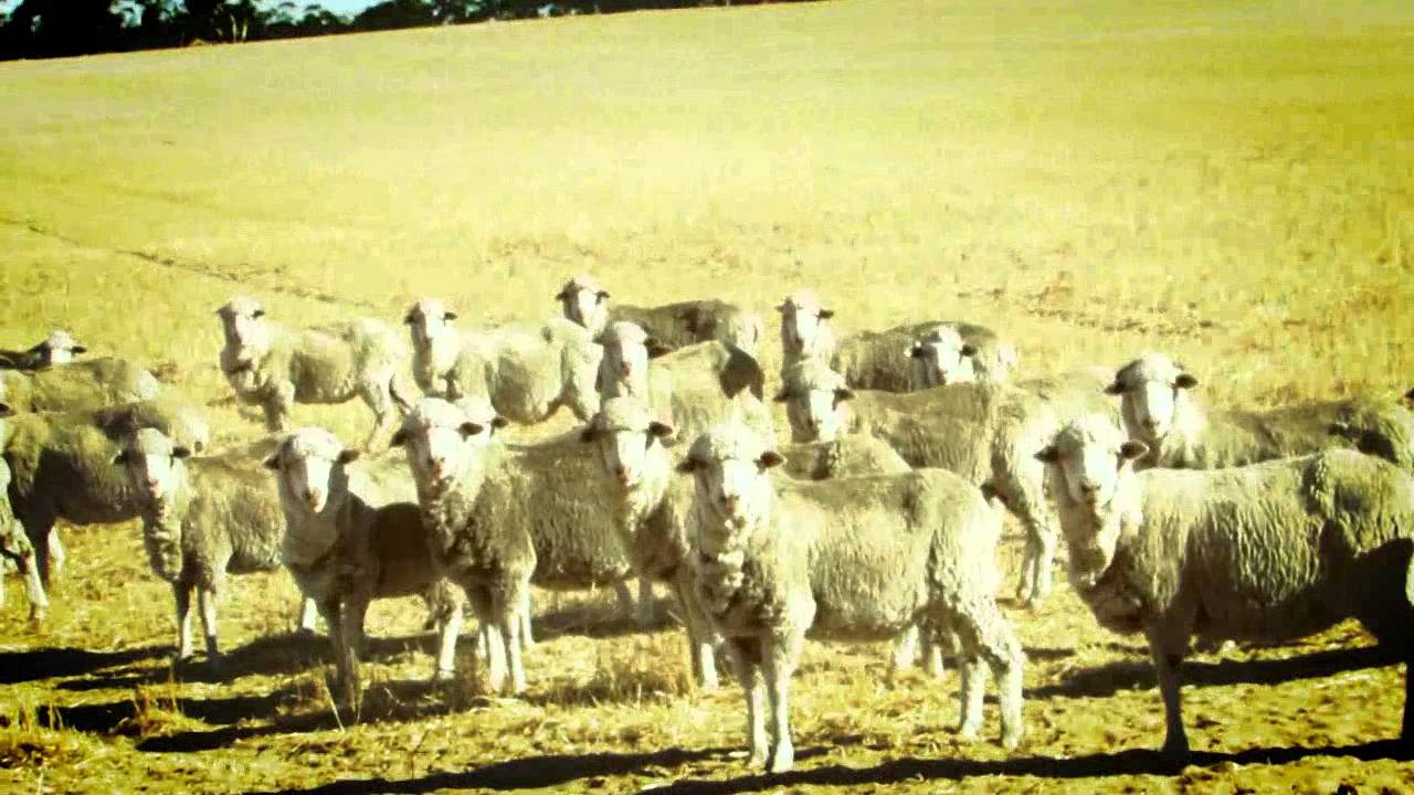 sheep on land - YouTube