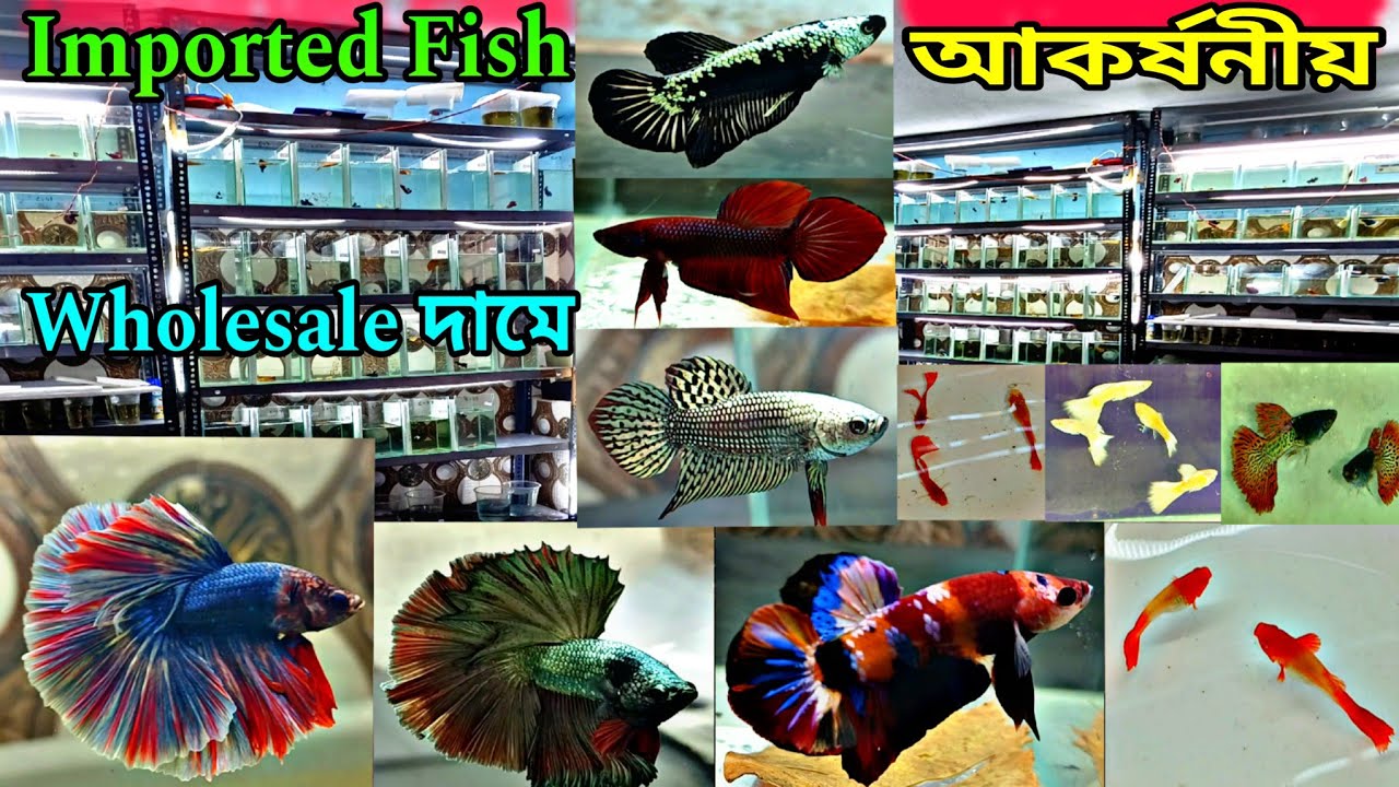 Aquarium Fish Shop | Fish Pet Shop Near Me | Aquarium Fish Shop Near Me ...