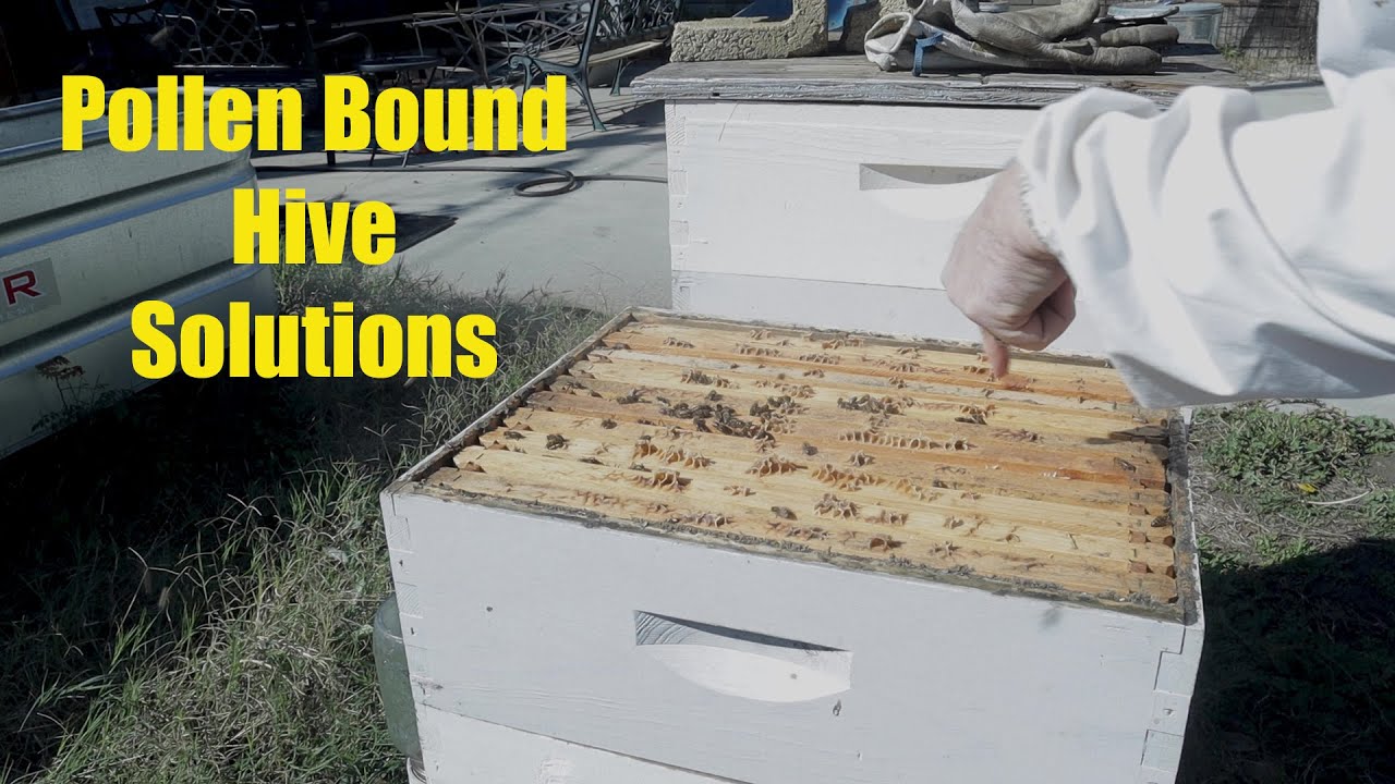 Pollen Bound Bee Hive Solutions - YouTube