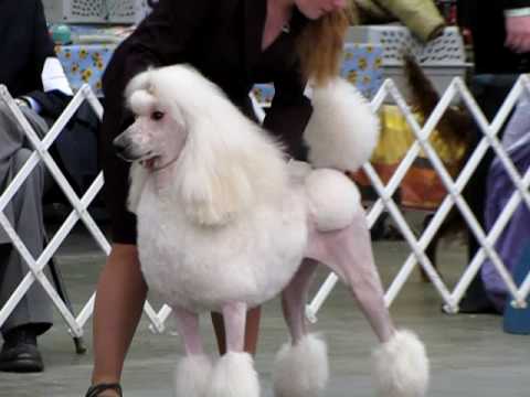 White Standard Show Poodle