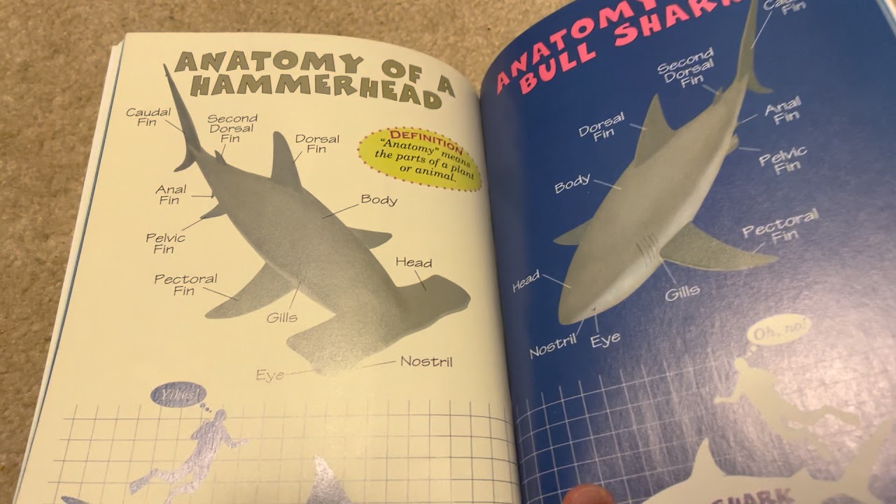 TyGrant09 Reads Who Would Win? HammerHead VS. Bull Shark - YouTube
