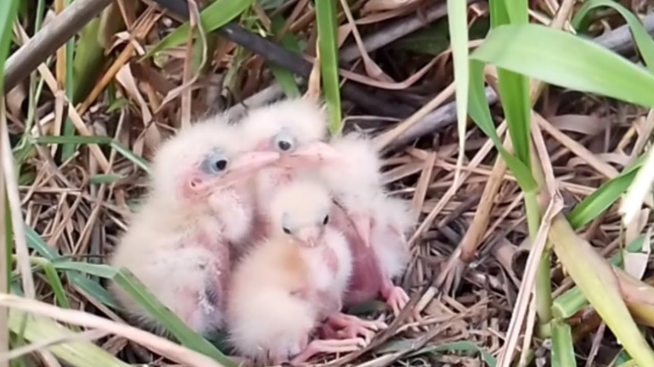 4 baby Golden Bitter Bird waiting for their mother to return to the ...