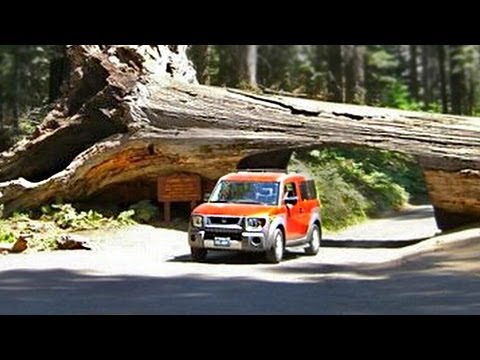 Driving thru a Tree - Tunnel Log, Sequoia National Park - YouTube