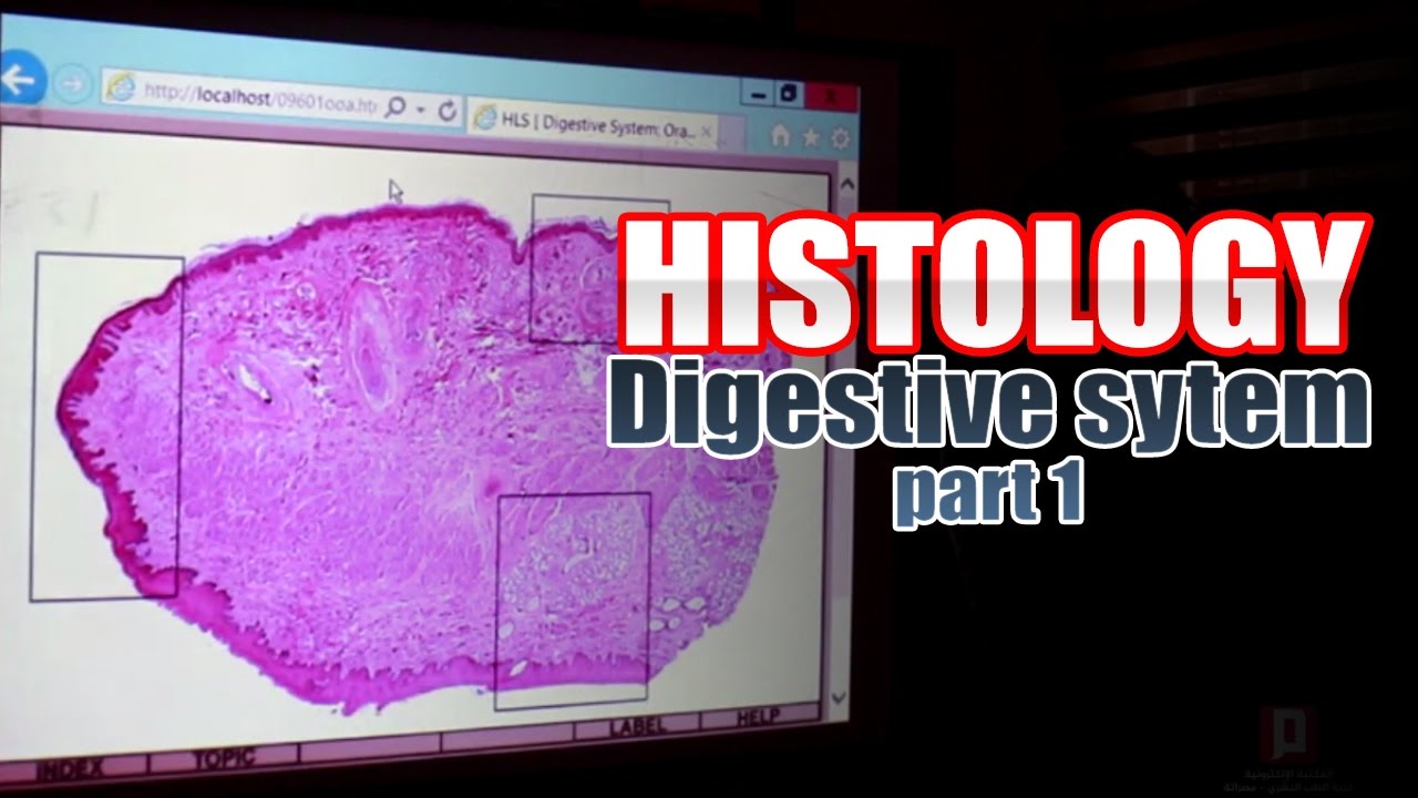 Histology - Digestive system - Part 1 - YouTube