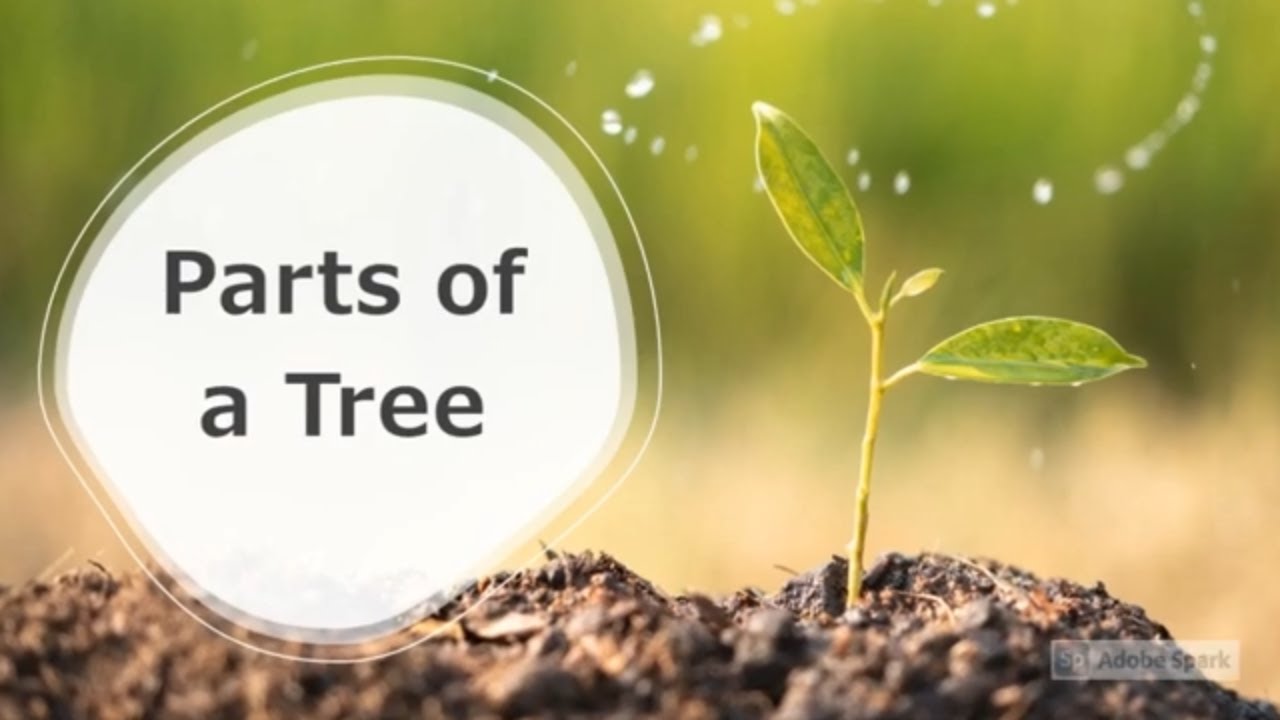 Parts of a Tree | Roots | Crown | Leaves | Branches | Trunk | Bark ...