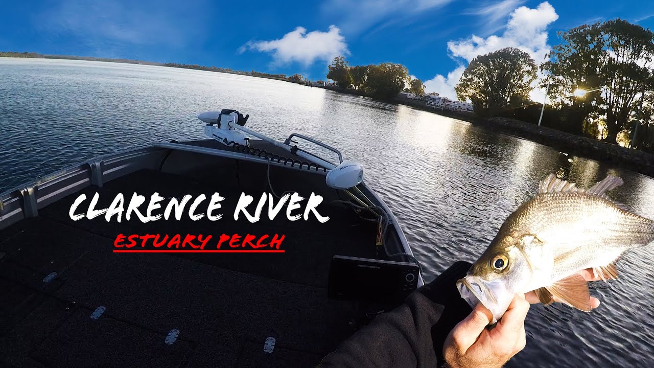 Clarence River / Estuary Perch - YouTube