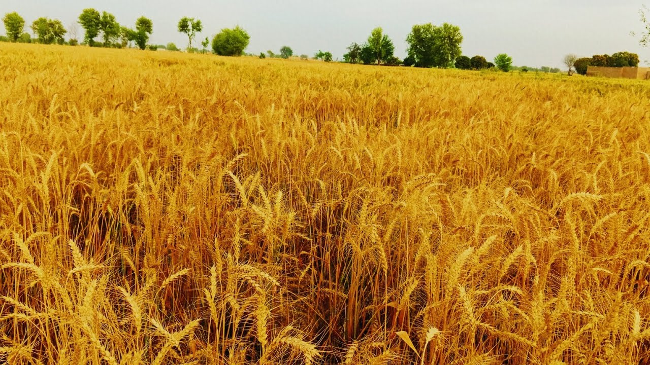 Beautiful Wheat Crops Fields Amazing Video - YouTube