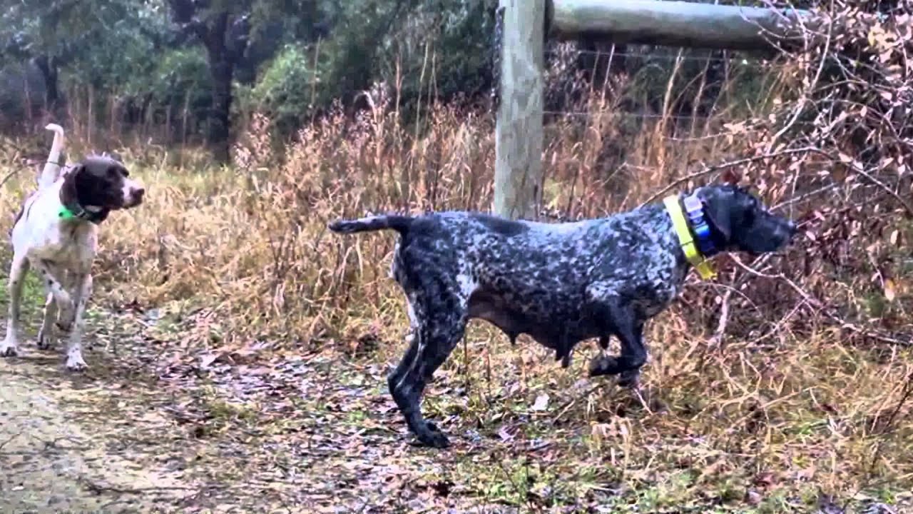 Quail Hunt at Red Fern Plantation Hunting Preserve Statesboro, GA - YouTube