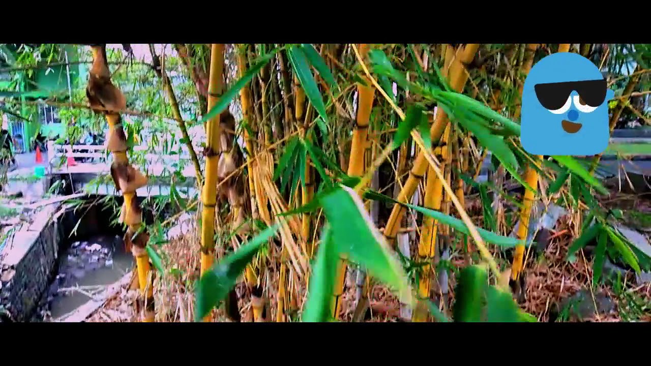 Morfologi Tumbuhan Bambu Kuning (Bambusa blumeana) | UIN Maulana Malik ...