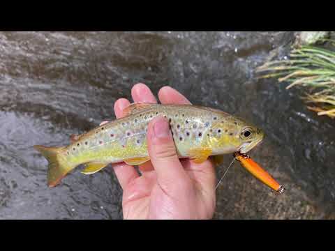 Trout Fishing Noojee 19/09/20 - YouTube