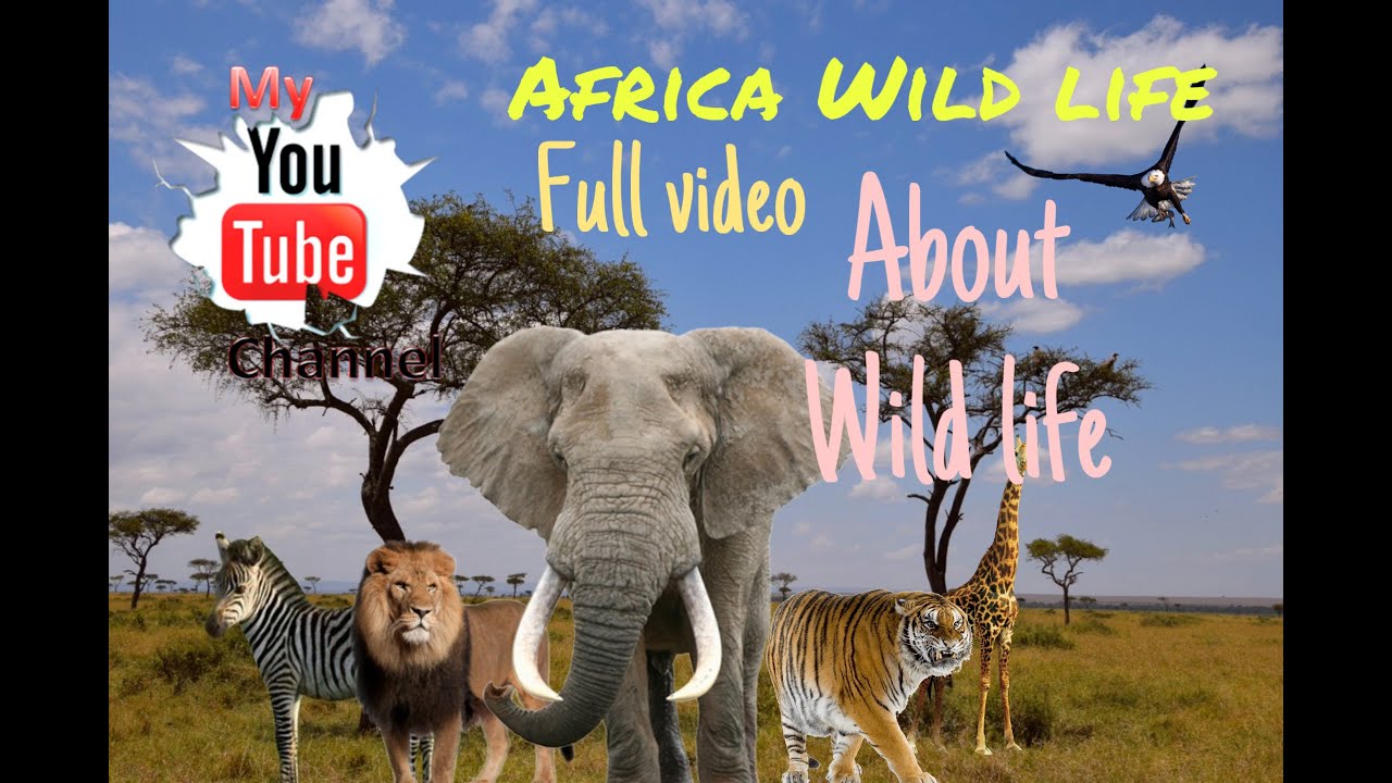 African Wild life 😎 Have a look #africa #wildlife - YouTube