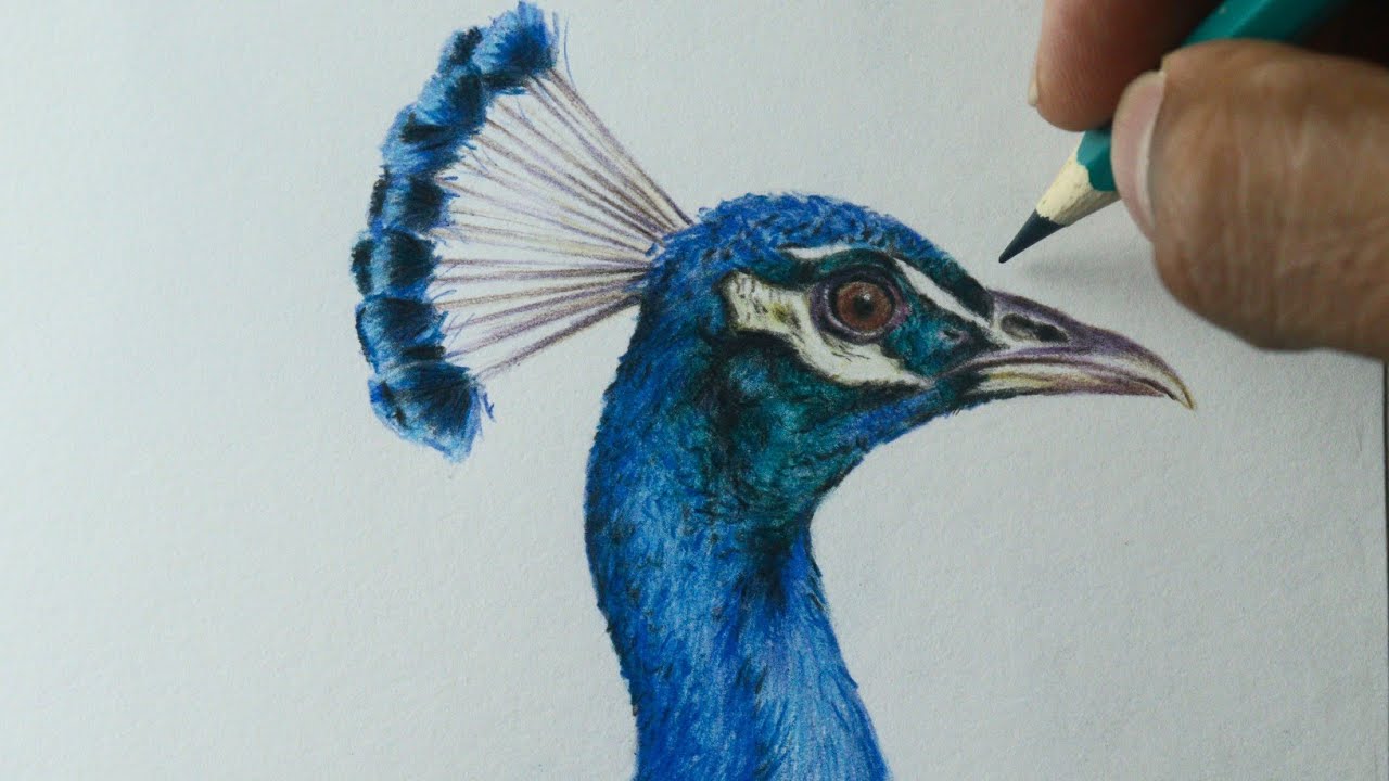 Desenho Realista De Pavao