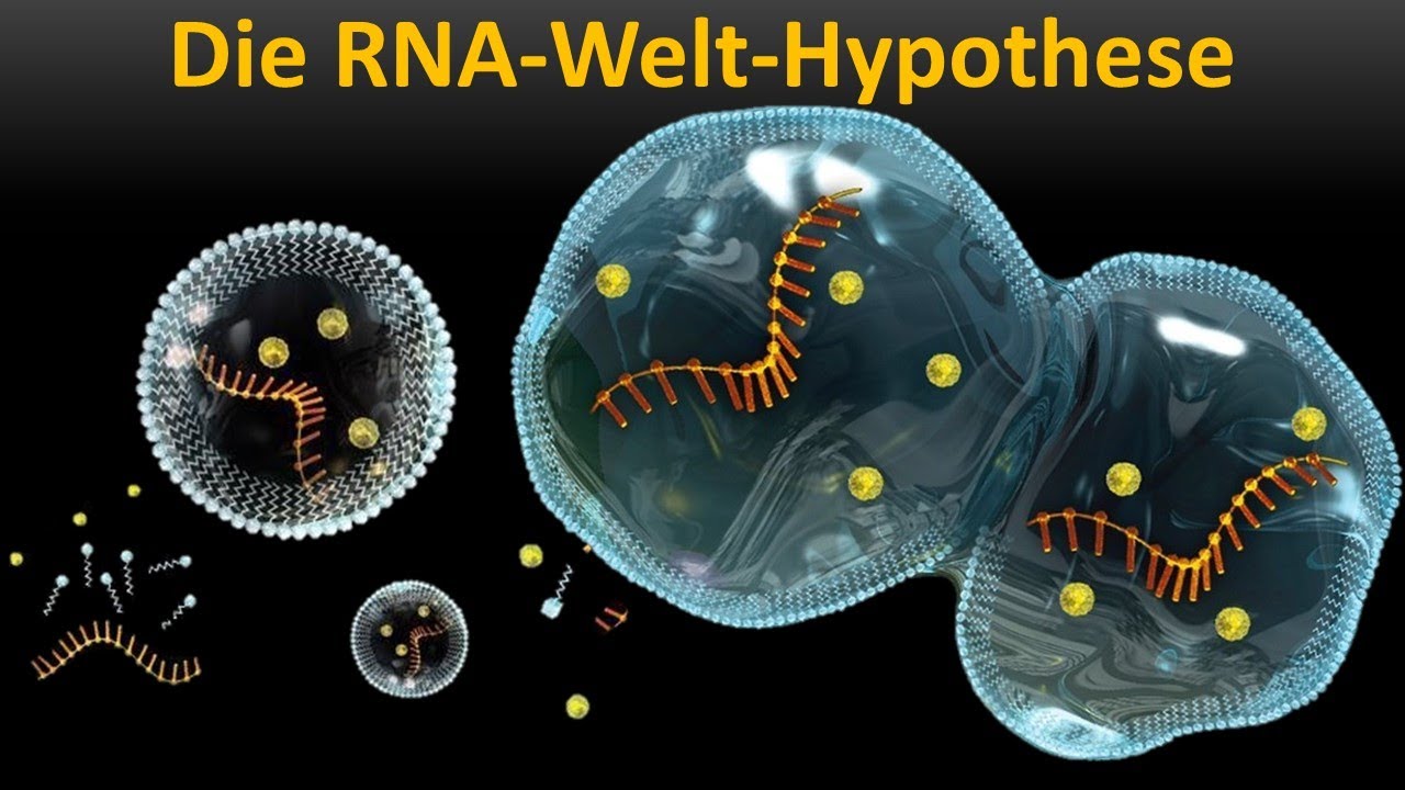 Die RNA-Welt (Vorlesung Entstehung des Lebens Teil 14) - YouTube