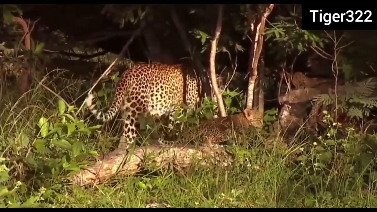 Lion Attack Hippo to Free Cheetah , Big Battle of Leopard vs Python ...