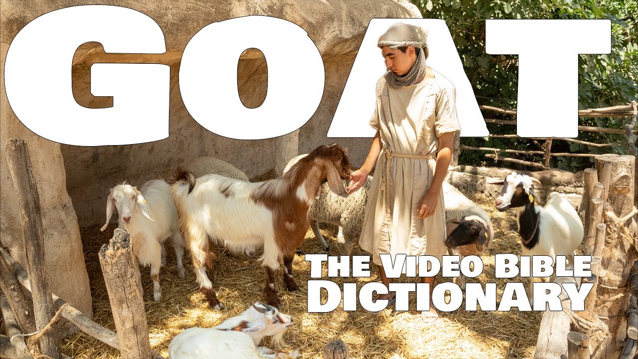 Goat - The Video Bible Dictionary - YouTube