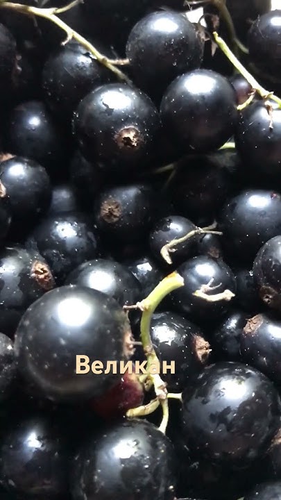 Смородина Великан - YouTube