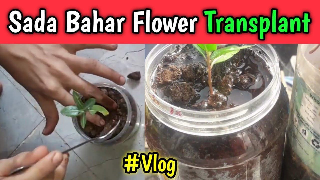 Flower Plant Transplanting 😱🌹 Sada Bahar Flower | Mumbai Family Vlog ...