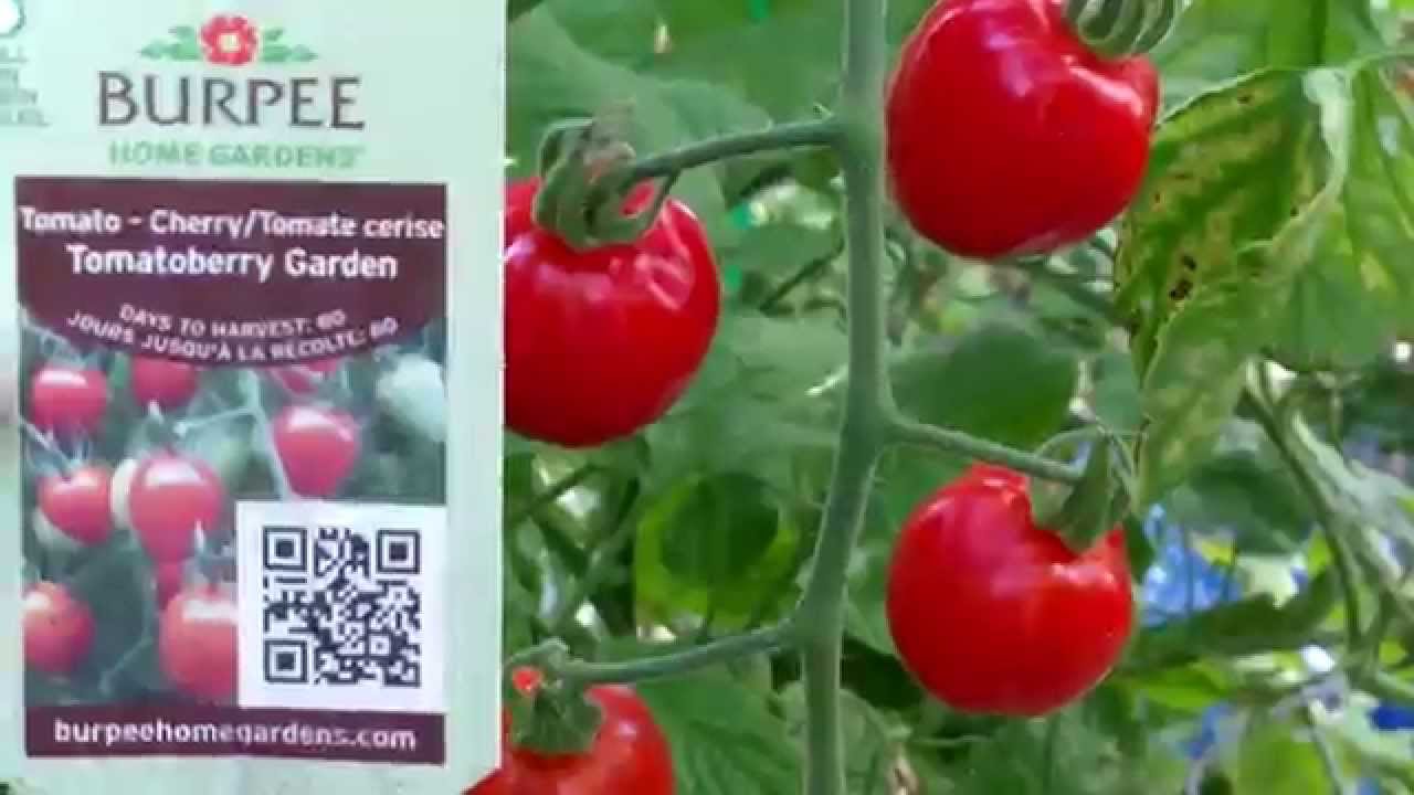 PlantProfile : Tomatoberry - YouTube