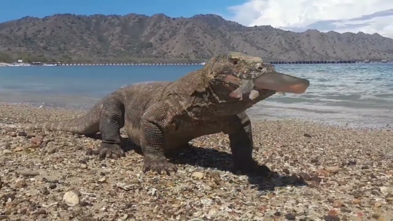 Incredible..!! komodo dragons swallow giant stingray TWICE - YouTube