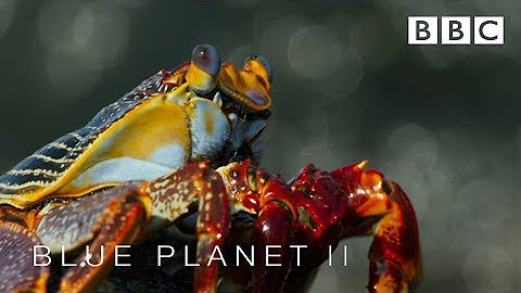Blue Planet II - BBC One - YouTube