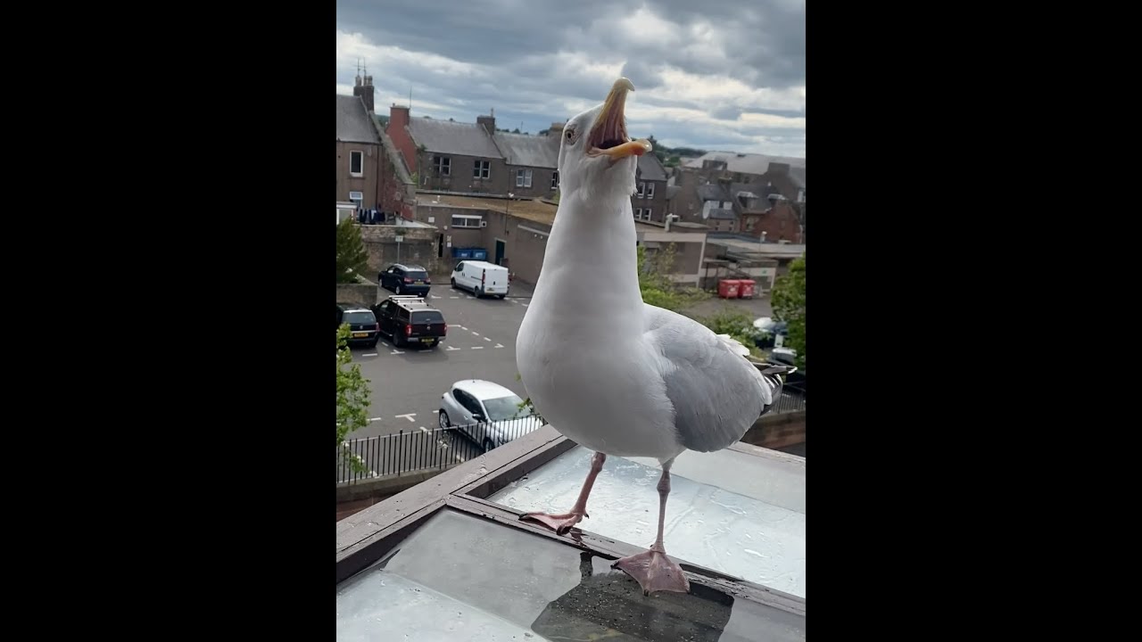 day 67 of feeding my pet seagull to gain his trust - YouTube