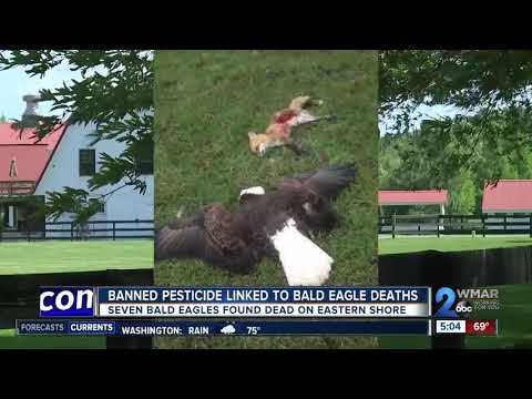 What Pesticides Almost Killed Bald Eagles