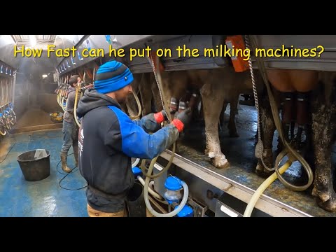 Milking cows & Milk tank room tour on the dairy farm - YouTube