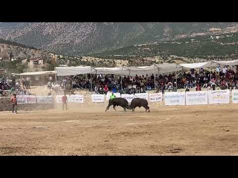 KARA HAYDAR & KAÇKAR küçük Başaltı final Ardanuç boğa güreşleri